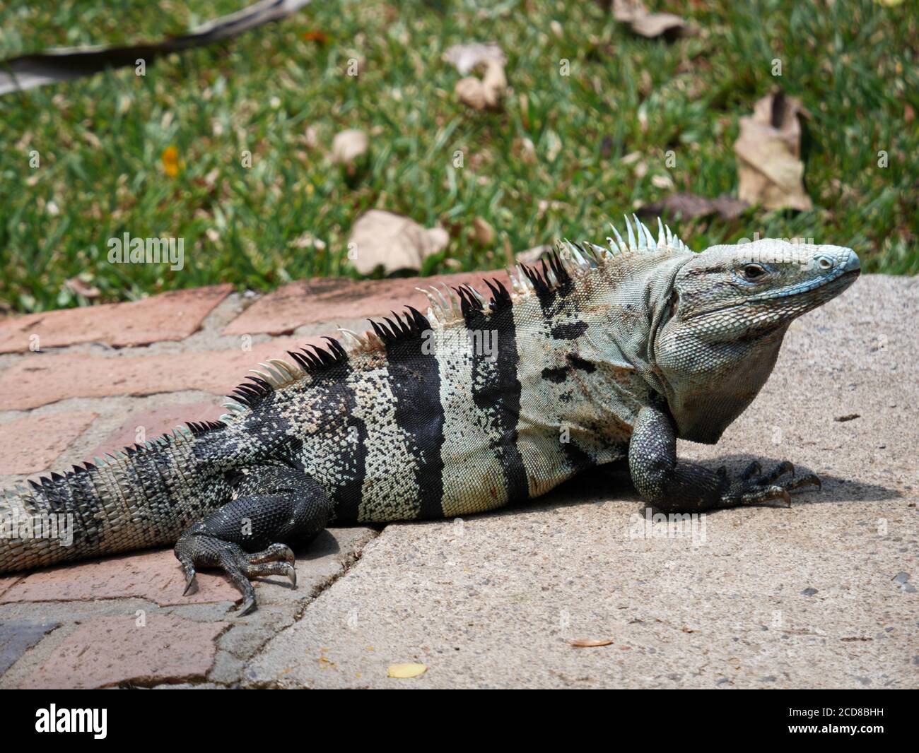Black Iguana