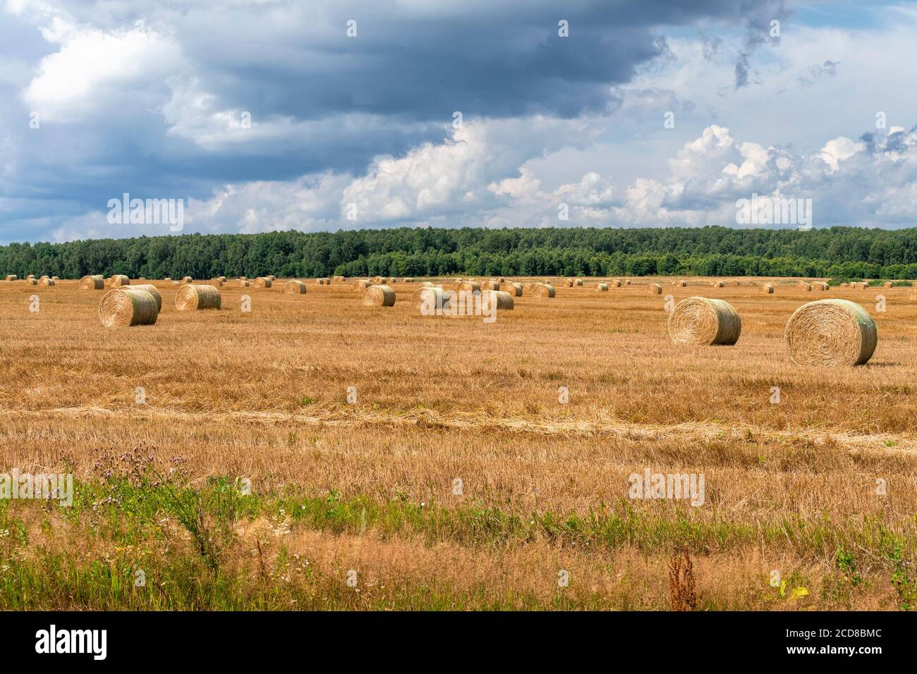 Traditional wheat sheaf in field hi-res stock photography and images ...