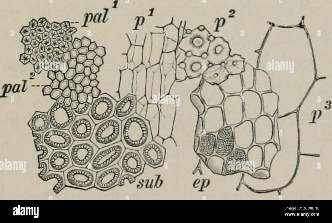 . The microscopy of vegetable foods, with special reference to the ...