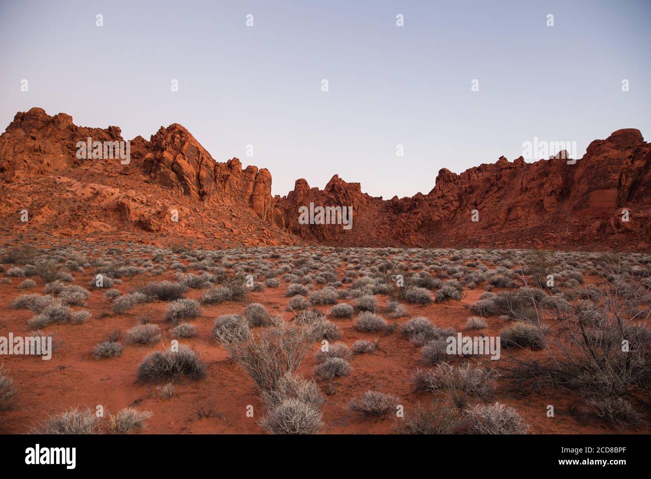 Scenic view of a desert plant clumps scattered on land in the Valley of ...