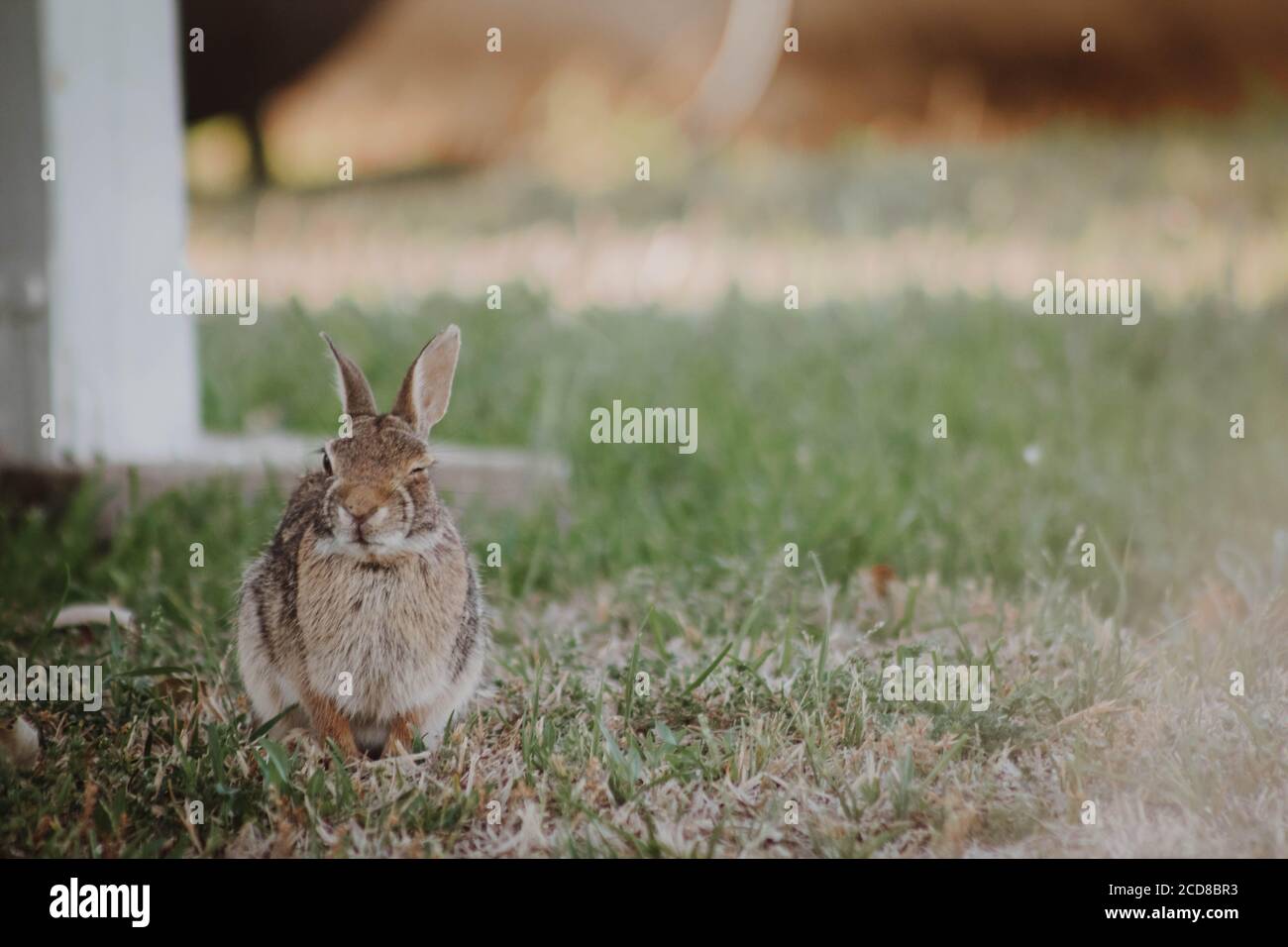 cottontail bunny winking at the camera Stock Photo - Alamy