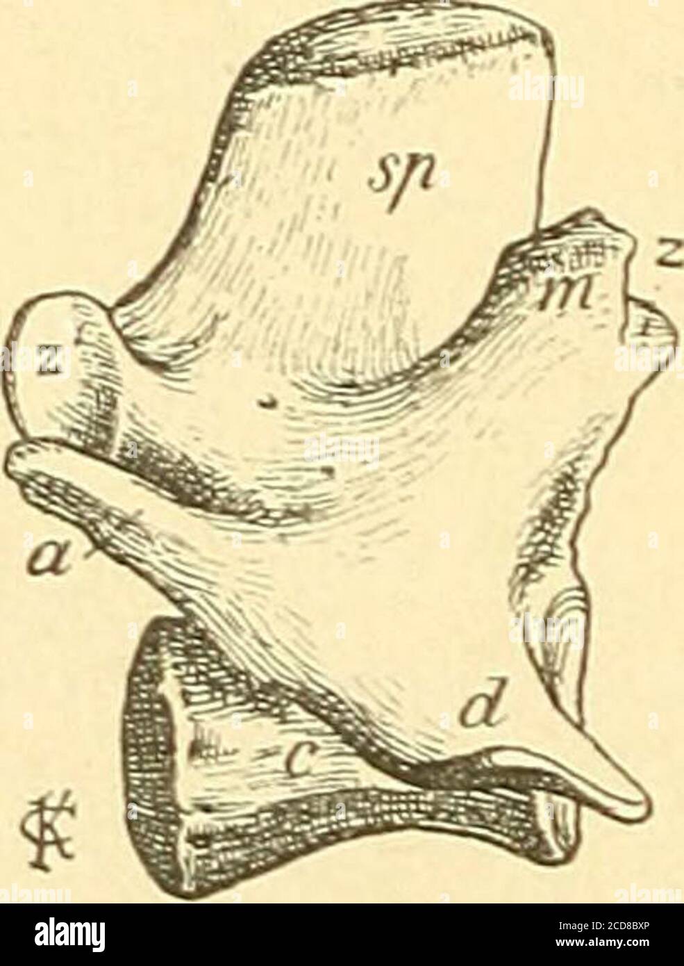 Dornfortsatz hi-res stock photography and images - Alamy