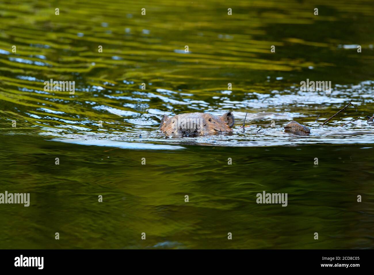 Builder beaver in hard hi-res stock photography and images - Alamy