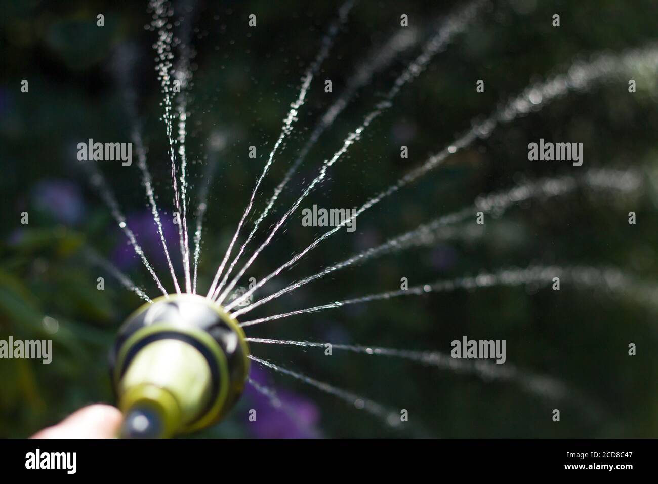 Water jets leaving the tip from the garden hose. Watering the plants ...