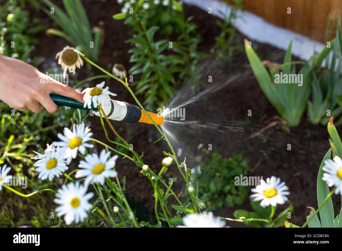 Watering flowers with a hose Stock Photo - Alamy
