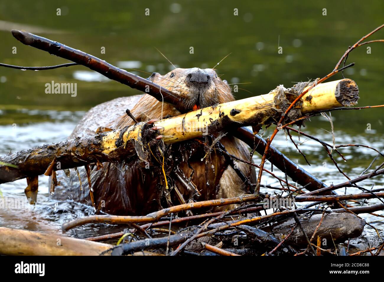 Load animals hi-res stock photography and images - Alamy
