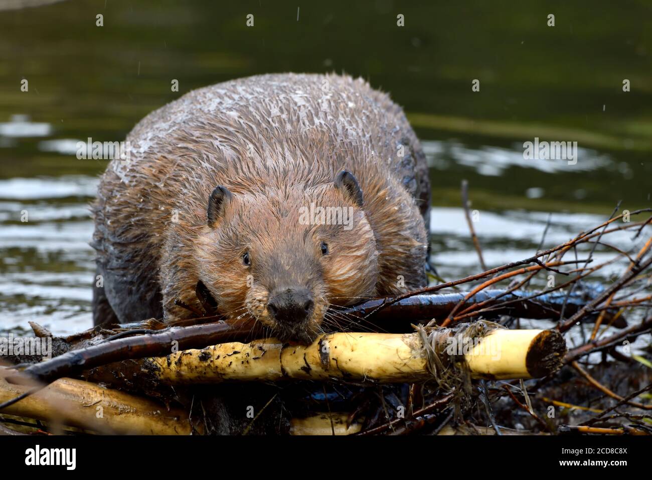 A wild beaver "Castor canadensis", placing a load of sticks on his ...
