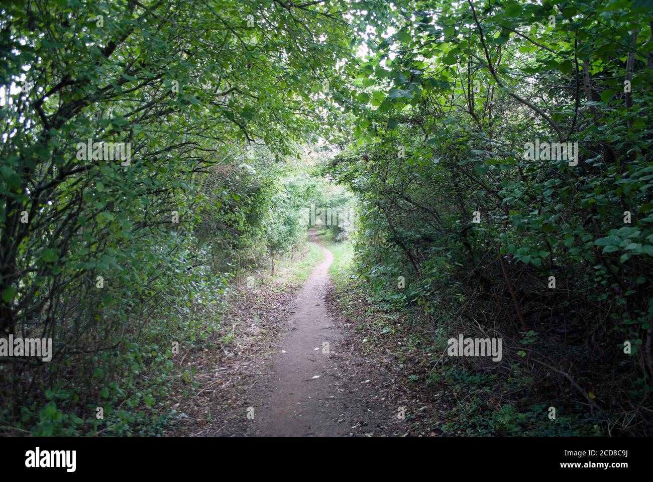 Path with high overhanging trees and hedges forming a tunnel Stock ...