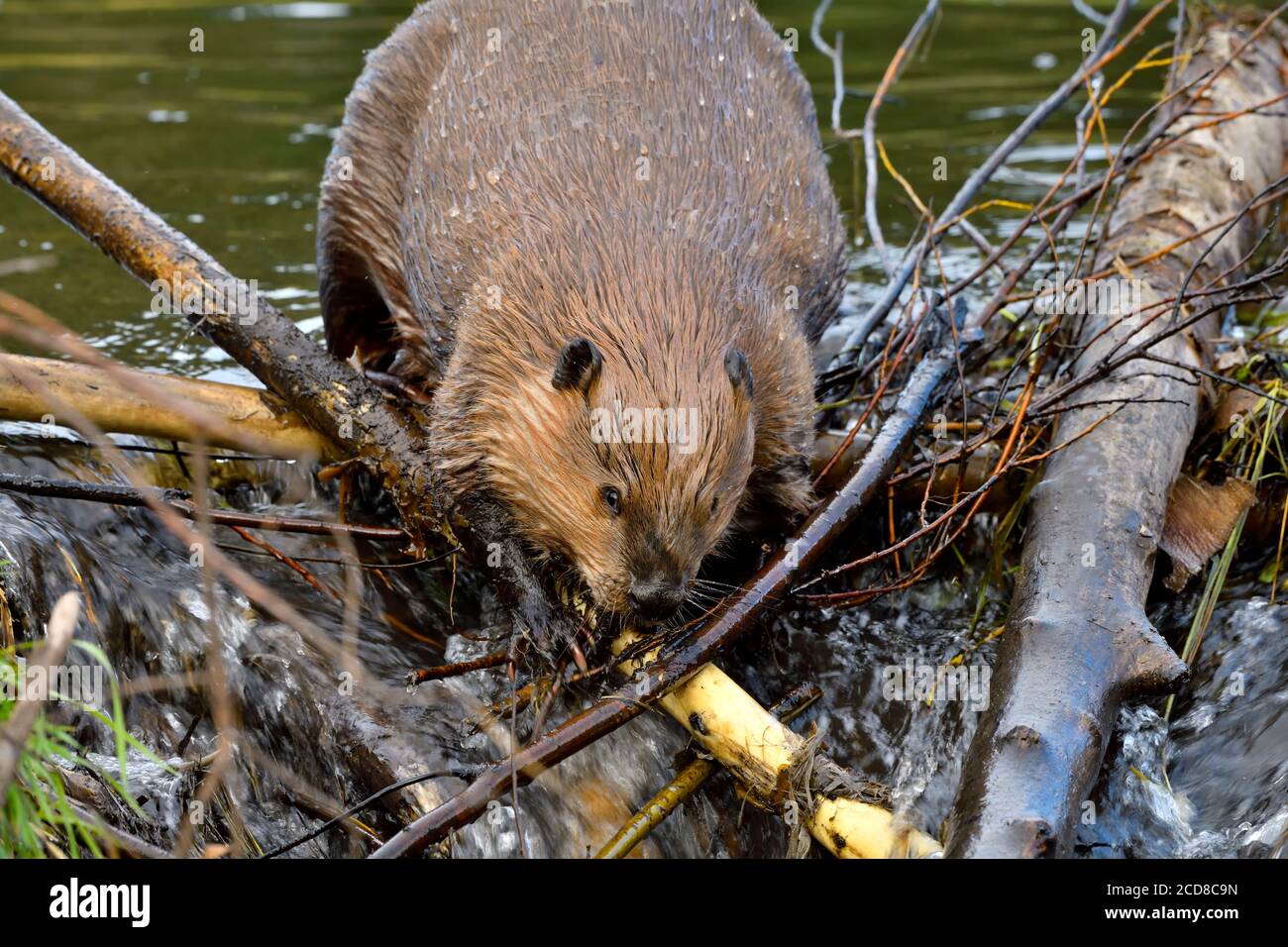Canadian Icon High Resolution Stock Photography and Images - Alamy