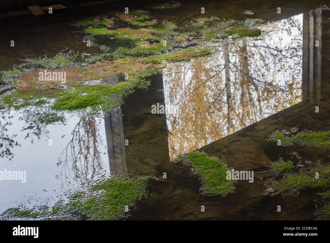 Reflection of autumn trees in a puddle inside the destroyed building of ...