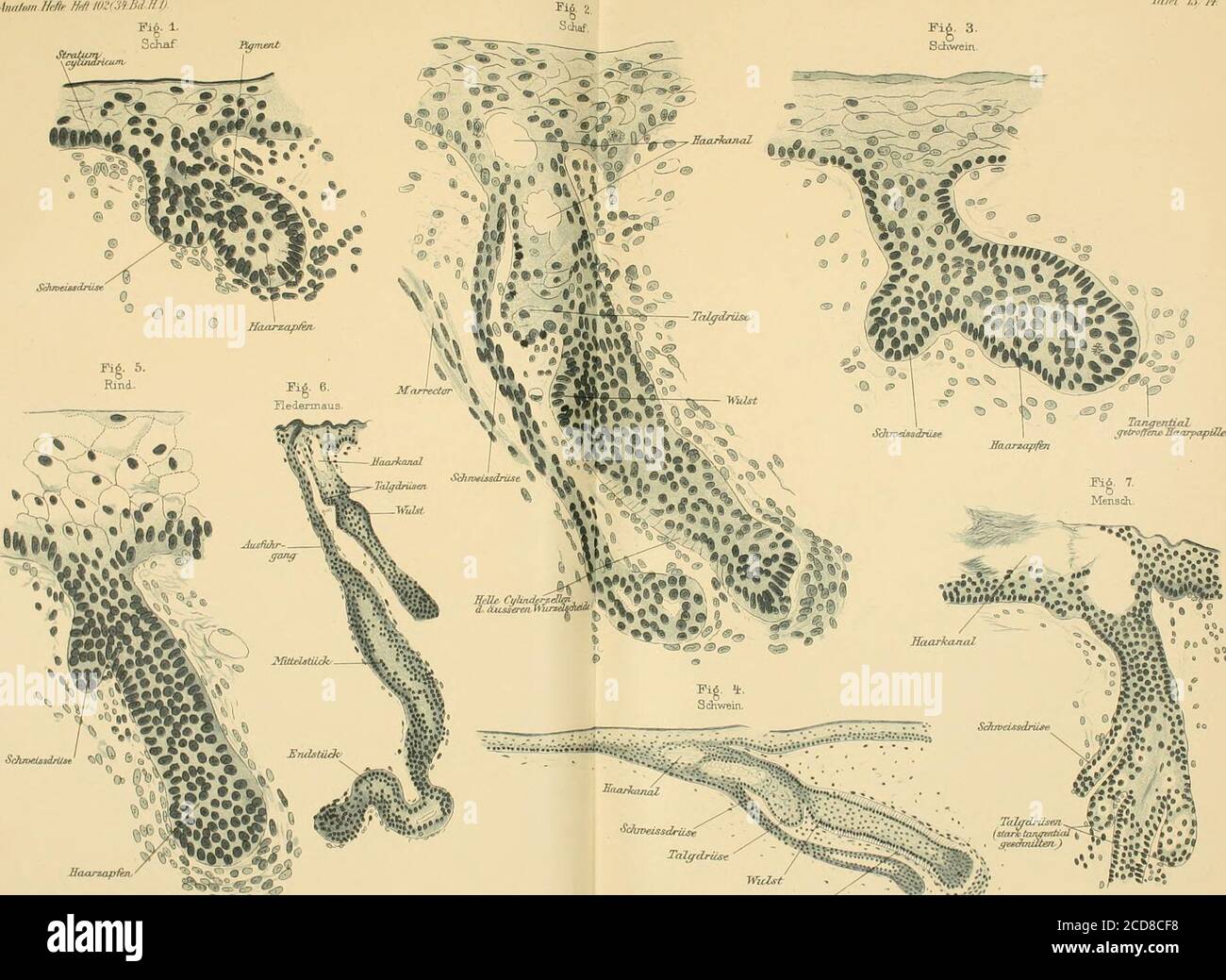 Anatomische entwicklung hi-res stock photography and images - Alamy