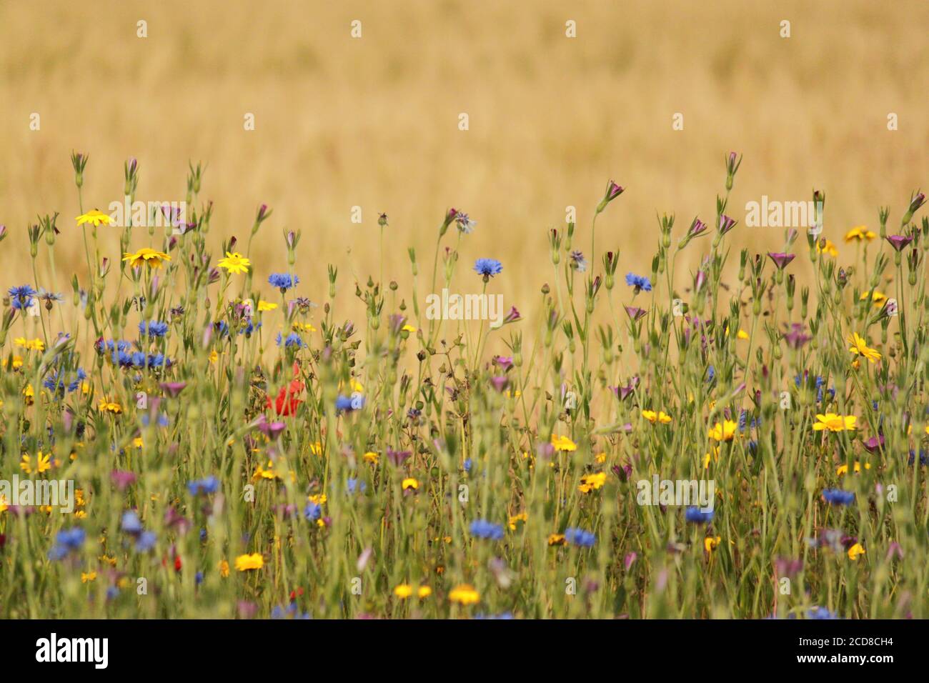 Field of wildflower hi-res stock photography and images - Alamy