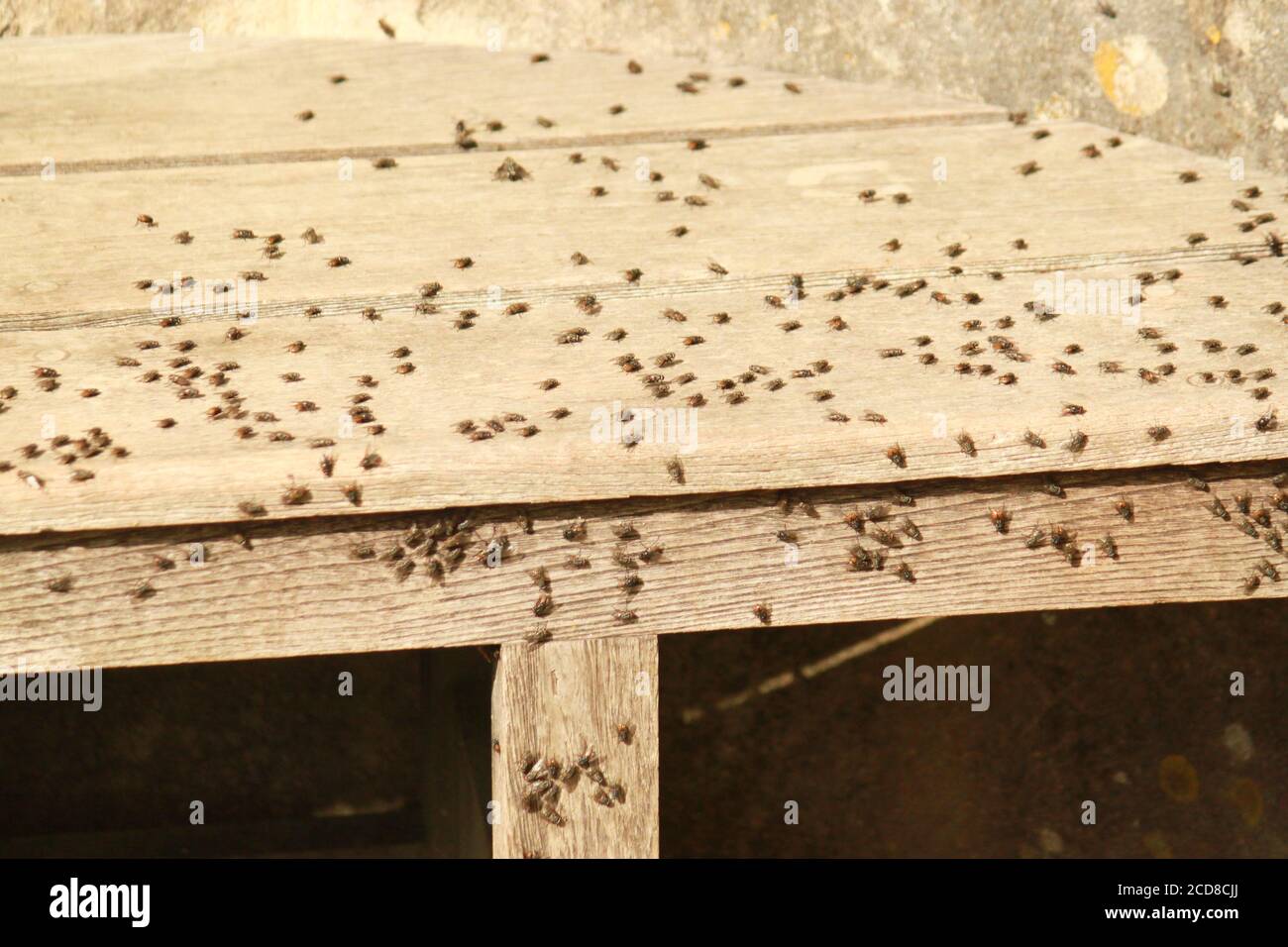 Swarm of flies hi-res stock photography and images - Alamy