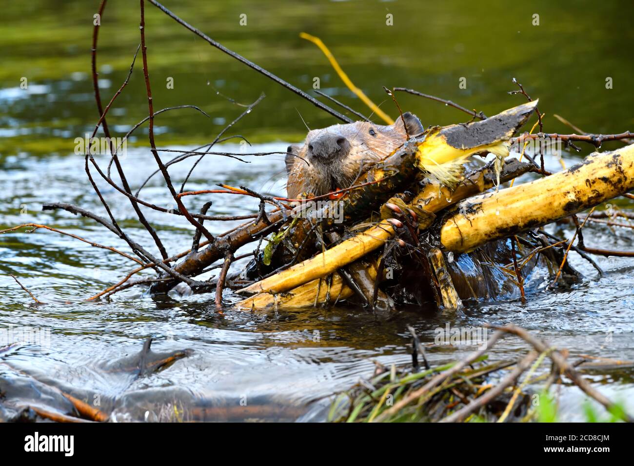 Load animals hi-res stock photography and images - Alamy
