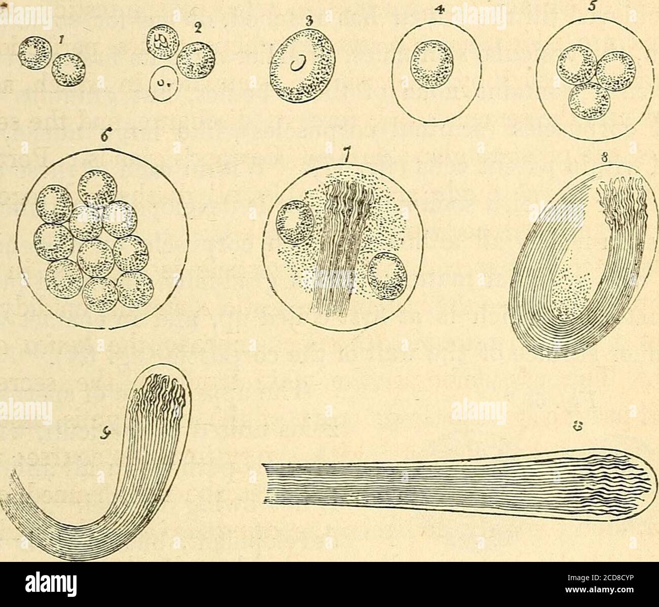 Rete testis hi-res stock photography and images - Alamy