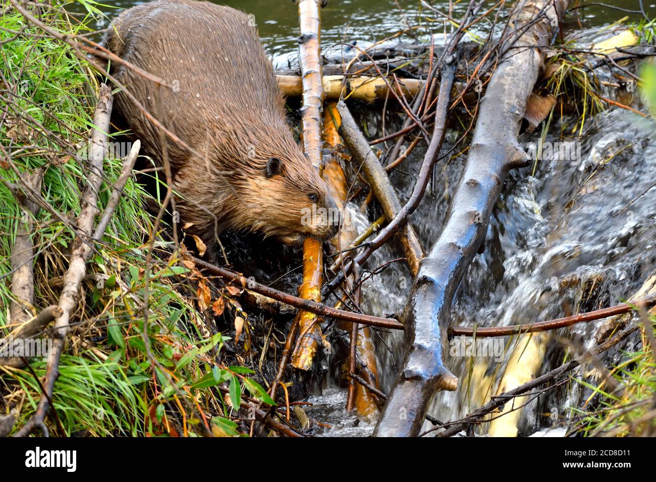 A wild beaver "Castor canadensis", placing a load of sticks to repair a ...