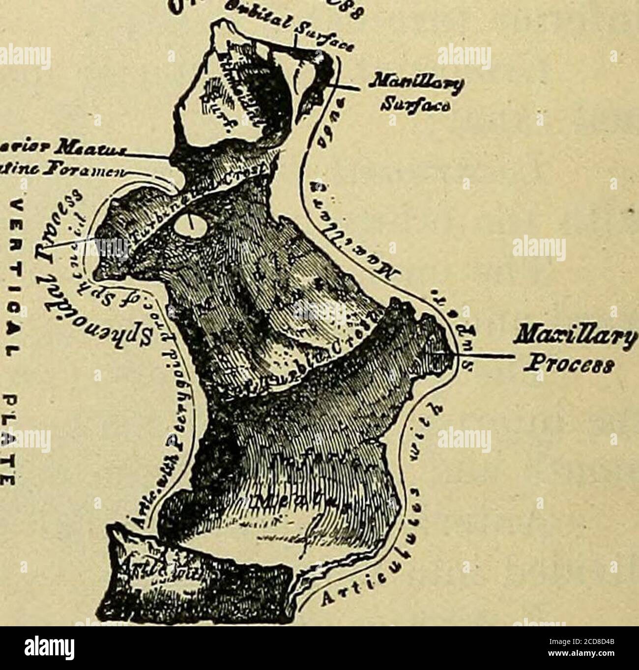 Fossa pterygoidea hi-res stock photography and images - Alamy