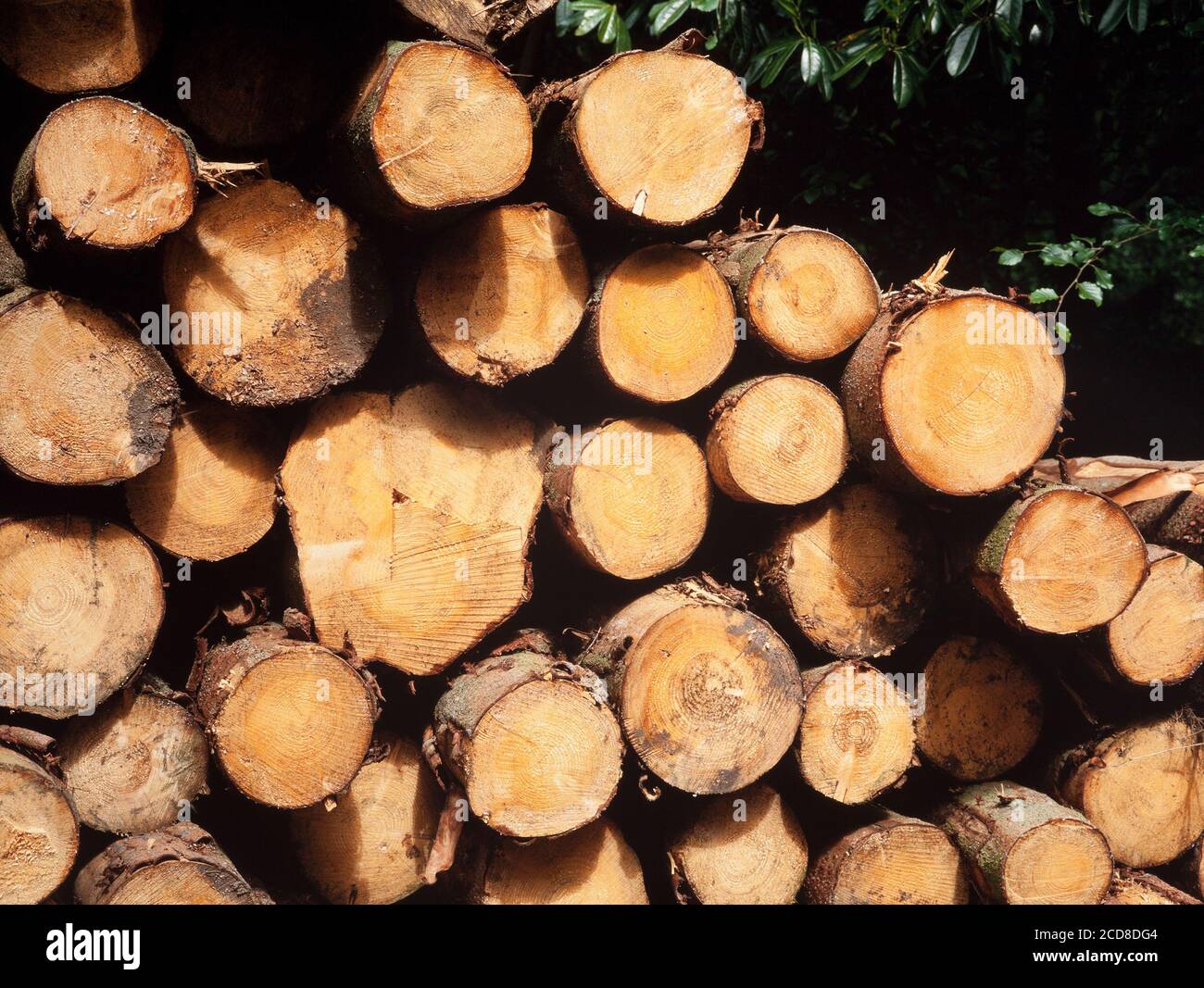 Growth rings pinus hi-res stock photography and images - Alamy
