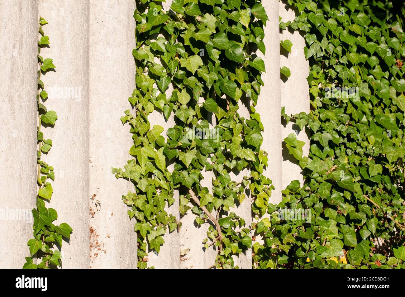 close-up of a climbing ivy plant growing at a garden wall of concrete ...