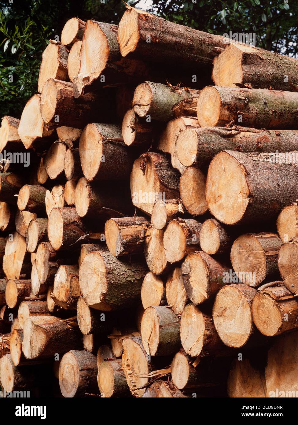 Pine tree logs, freshly cut showing growth rings Stock Photo - Alamy