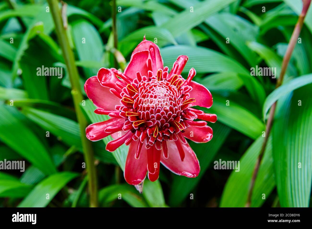 France, Martinique, Balata tropical garden, Pink ginger plant Stock ...