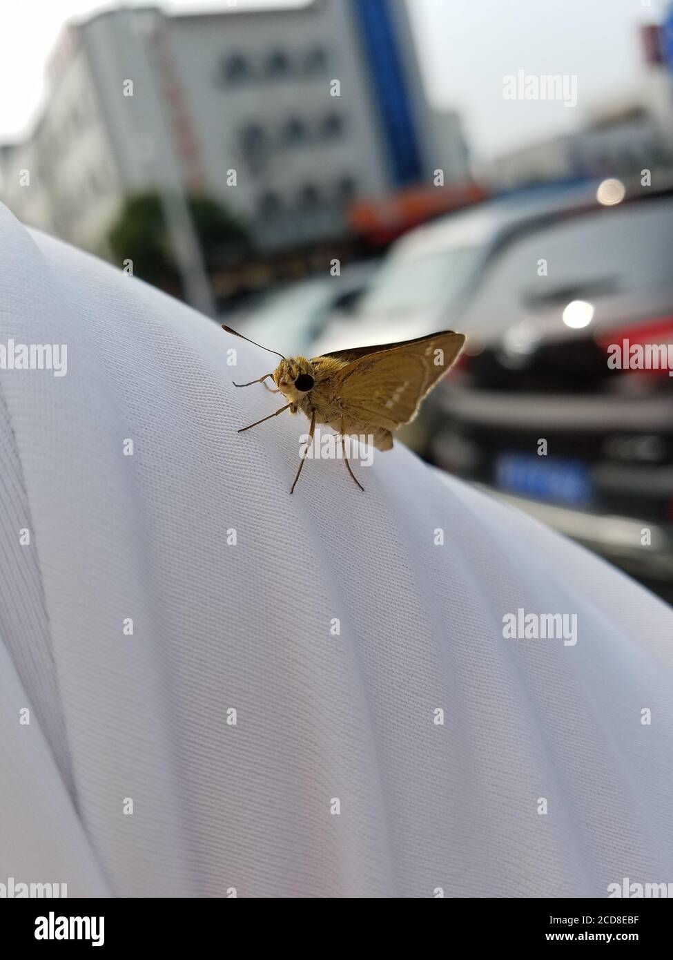 Chinese moth hi-res stock photography and images - Alamy
