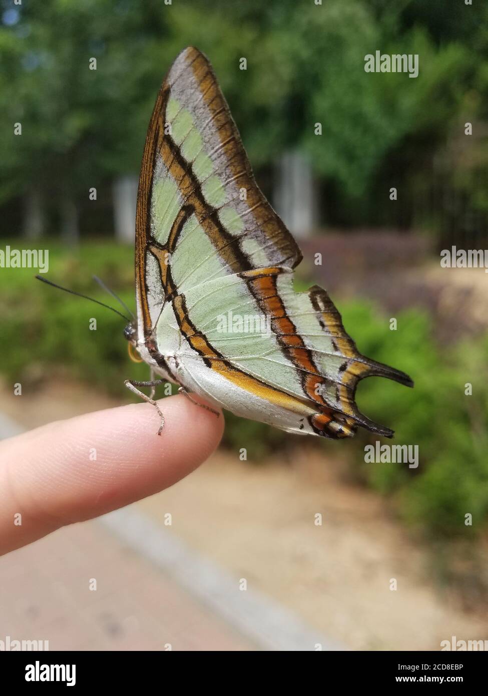 Butterfly on a finger Stock Photo - Alamy