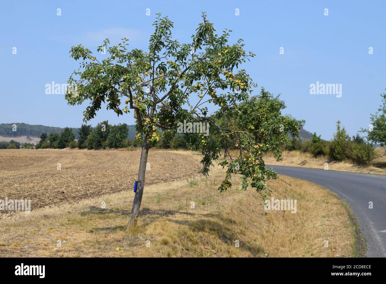 apple trees with much fruit at the roadside Stock Photo - Alamy