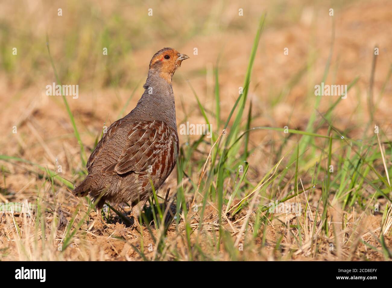 Brown partridge hi-res stock photography and images - Alamy