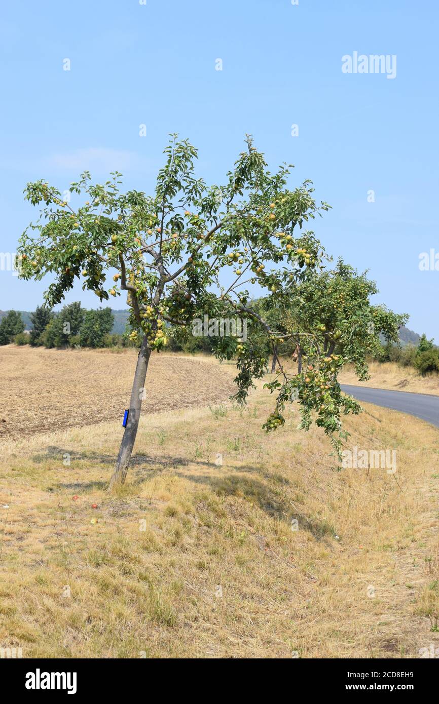 apple trees with much fruit at the roadside Stock Photo - Alamy