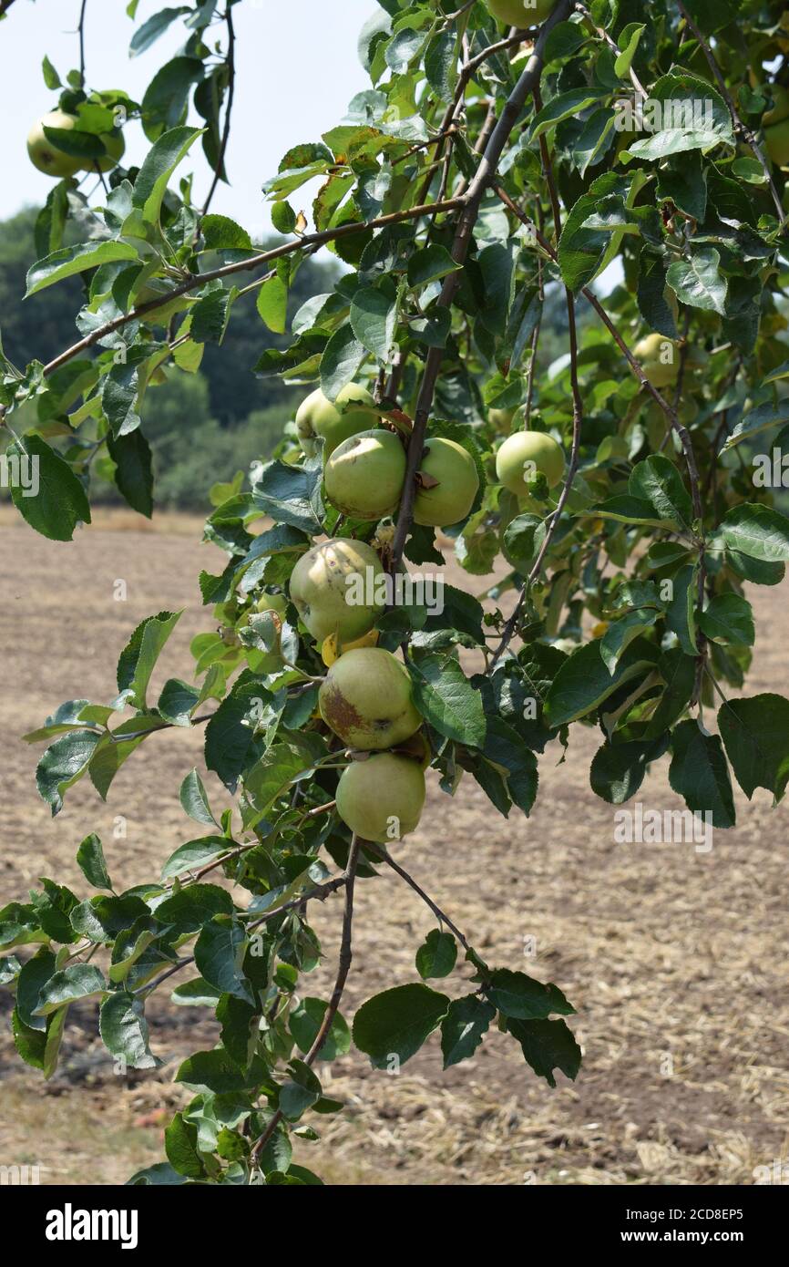 Apples falling tree branch hi-res stock photography and images - Alamy