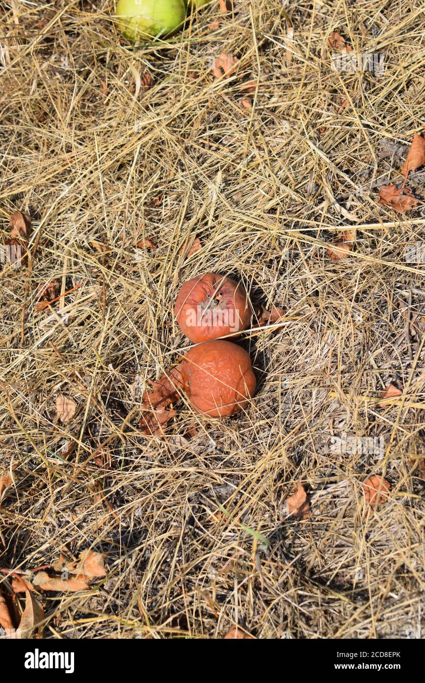 apple trees with much fruit at the roadside Stock Photo - Alamy