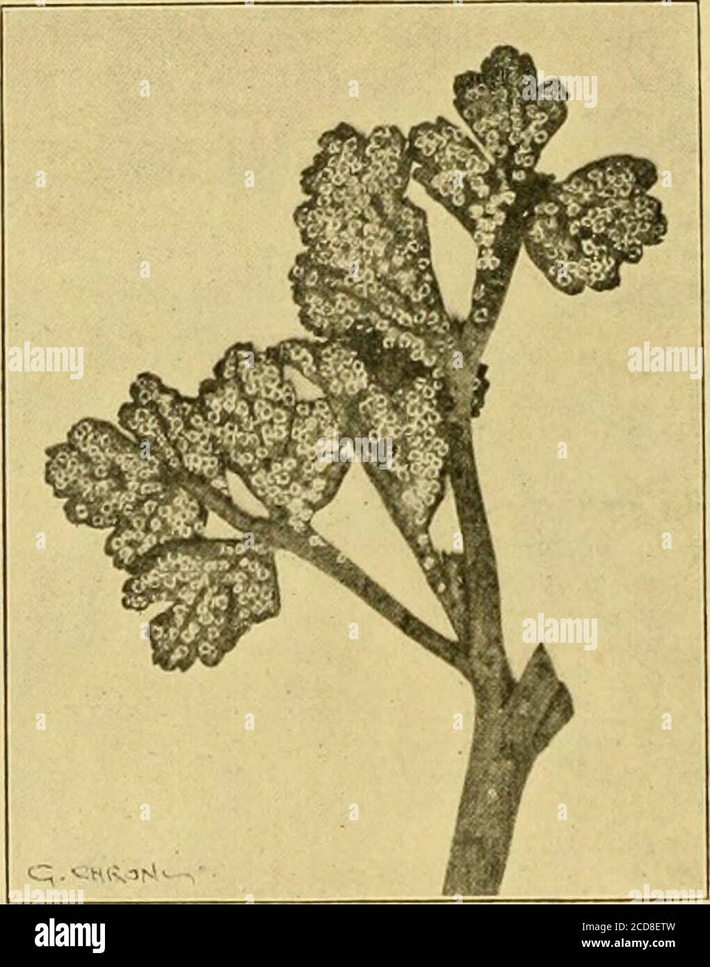 Prominent flower bracts hi-res stock photography and images - Alamy