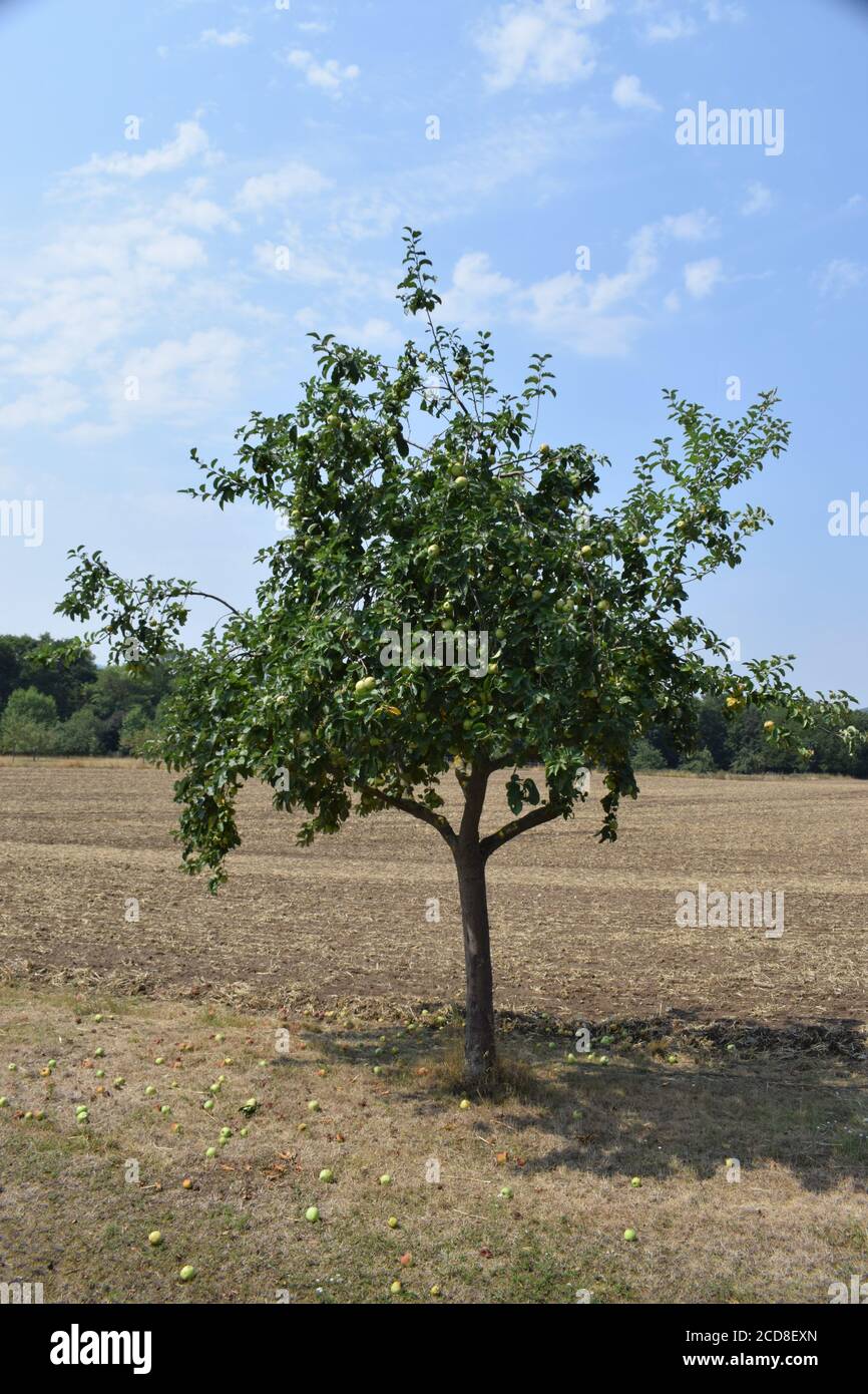 apple trees with much fruit at the roadside Stock Photo - Alamy