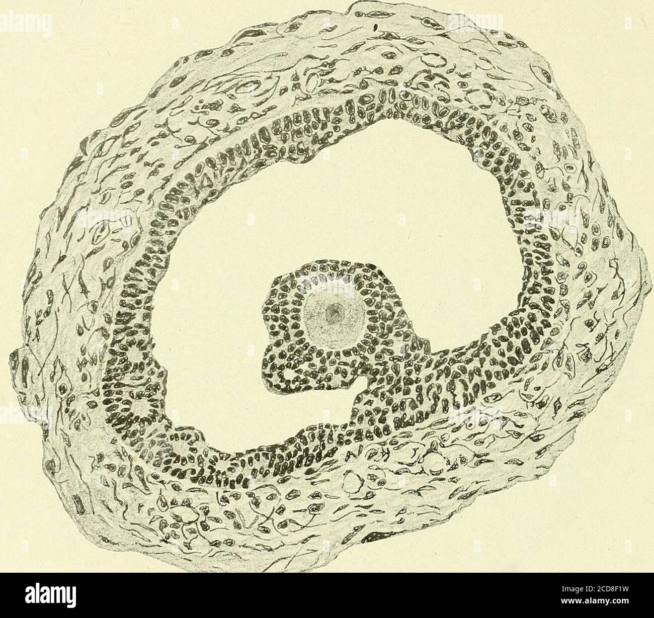 Stigma cells hi-res stock photography and images - Alamy