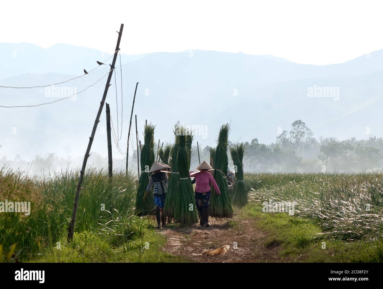 farmers in Binh Dinh province, Vietnam, burdened with papyrus Stock ...