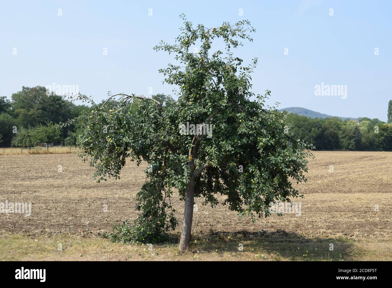 apple trees with much fruit at the roadside Stock Photo - Alamy