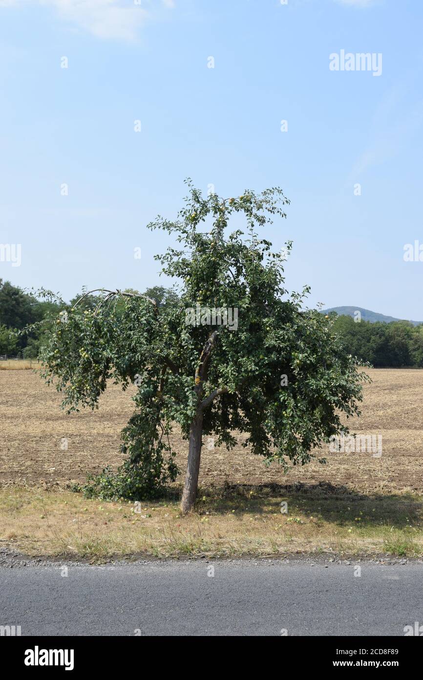 apple trees with much fruit at the roadside Stock Photo - Alamy