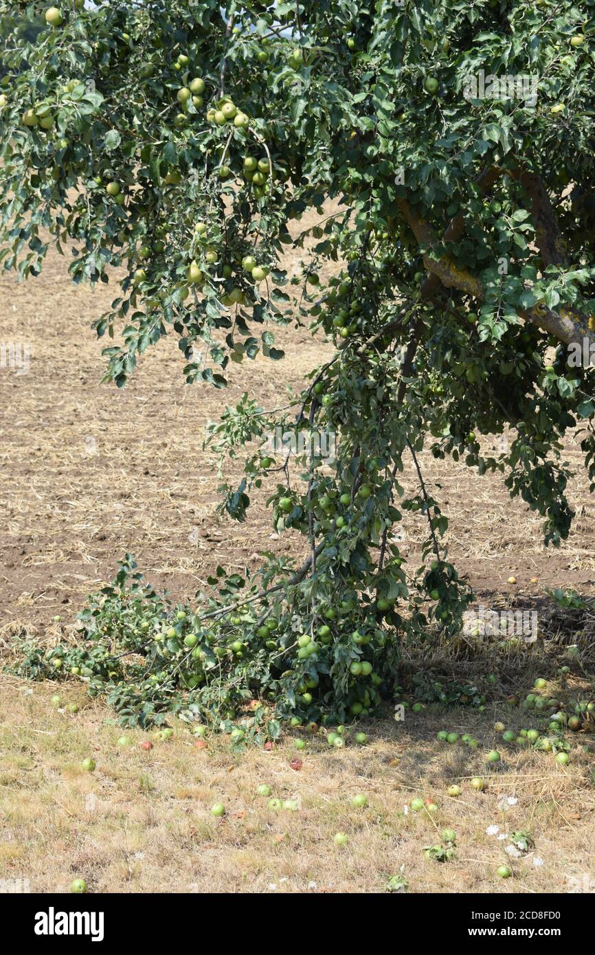 apple trees with much fruit at the roadside Stock Photo - Alamy