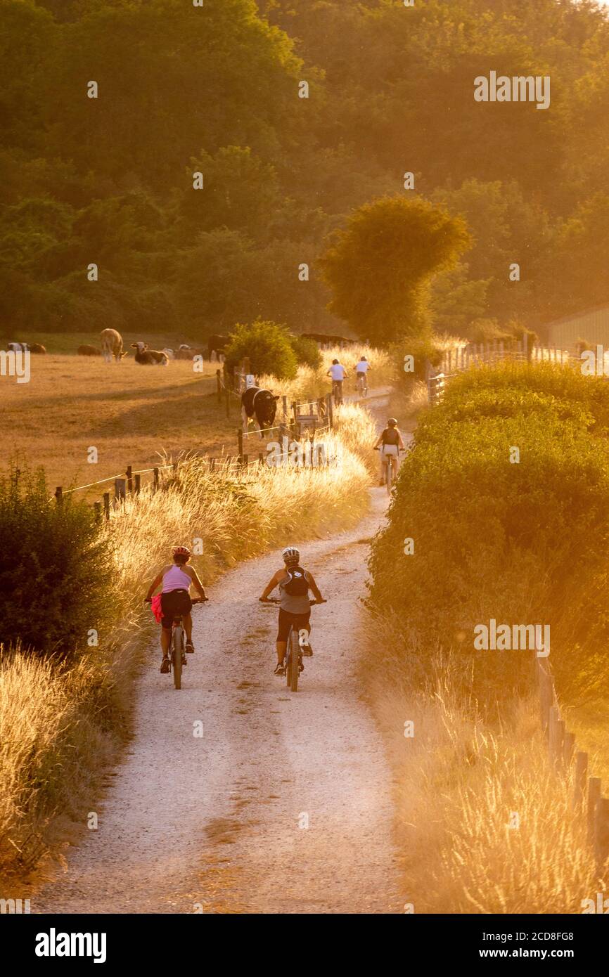 Mountain bikers on a chalk track heading for Cissbury Ring in the South ...