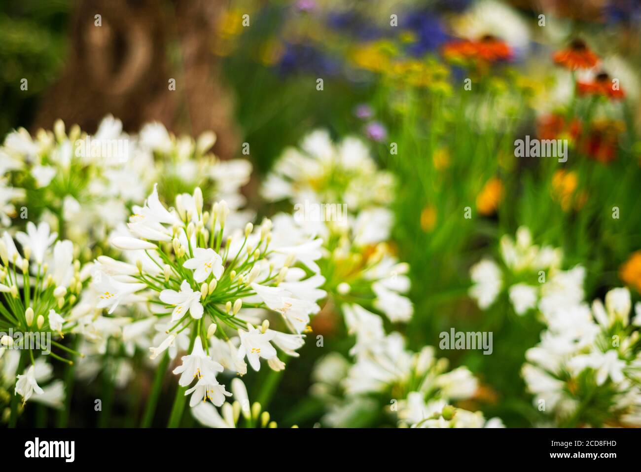 Planting agapanthus bulb hi-res stock photography and images - Alamy