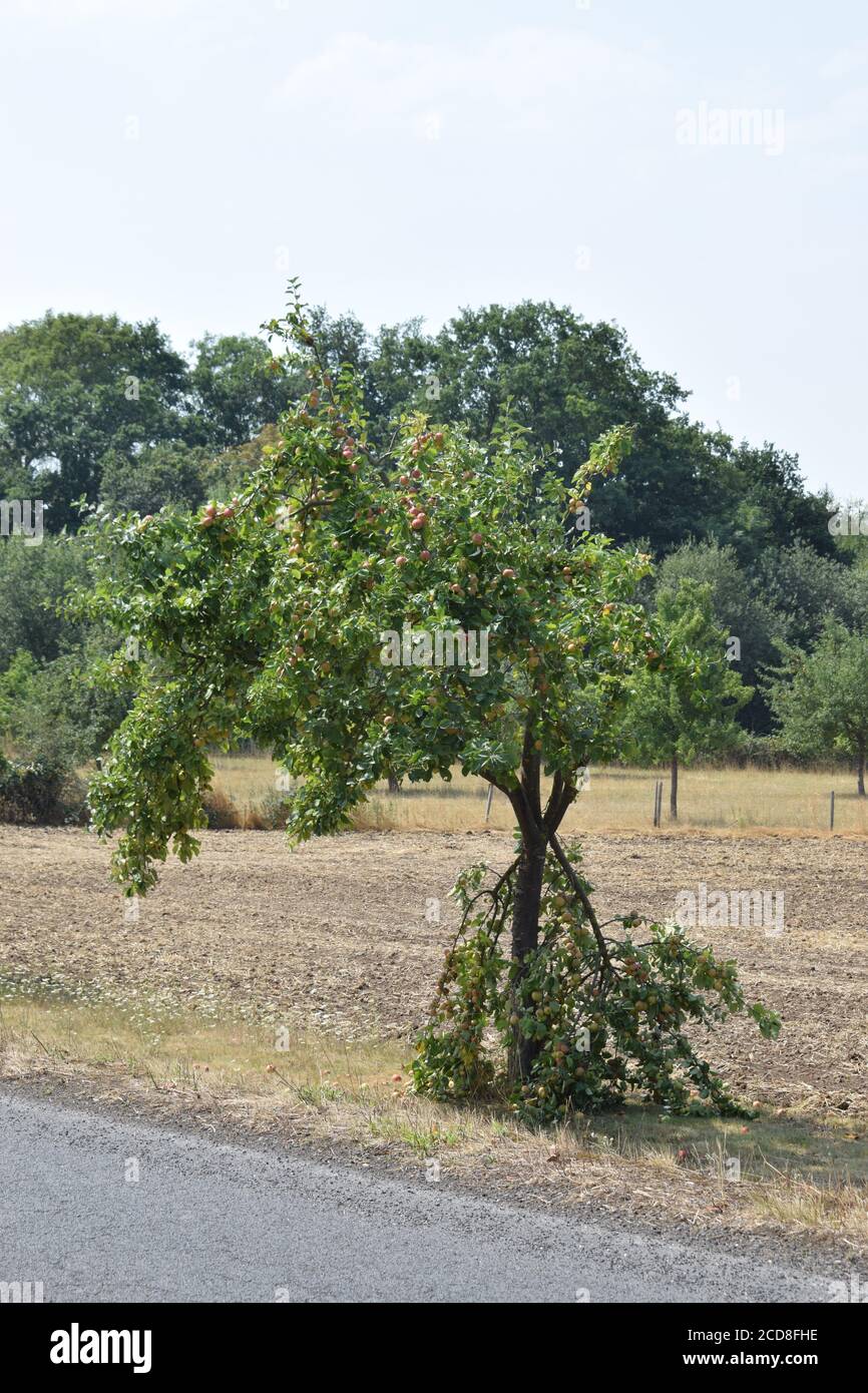apple trees with much fruit at the roadside Stock Photo - Alamy