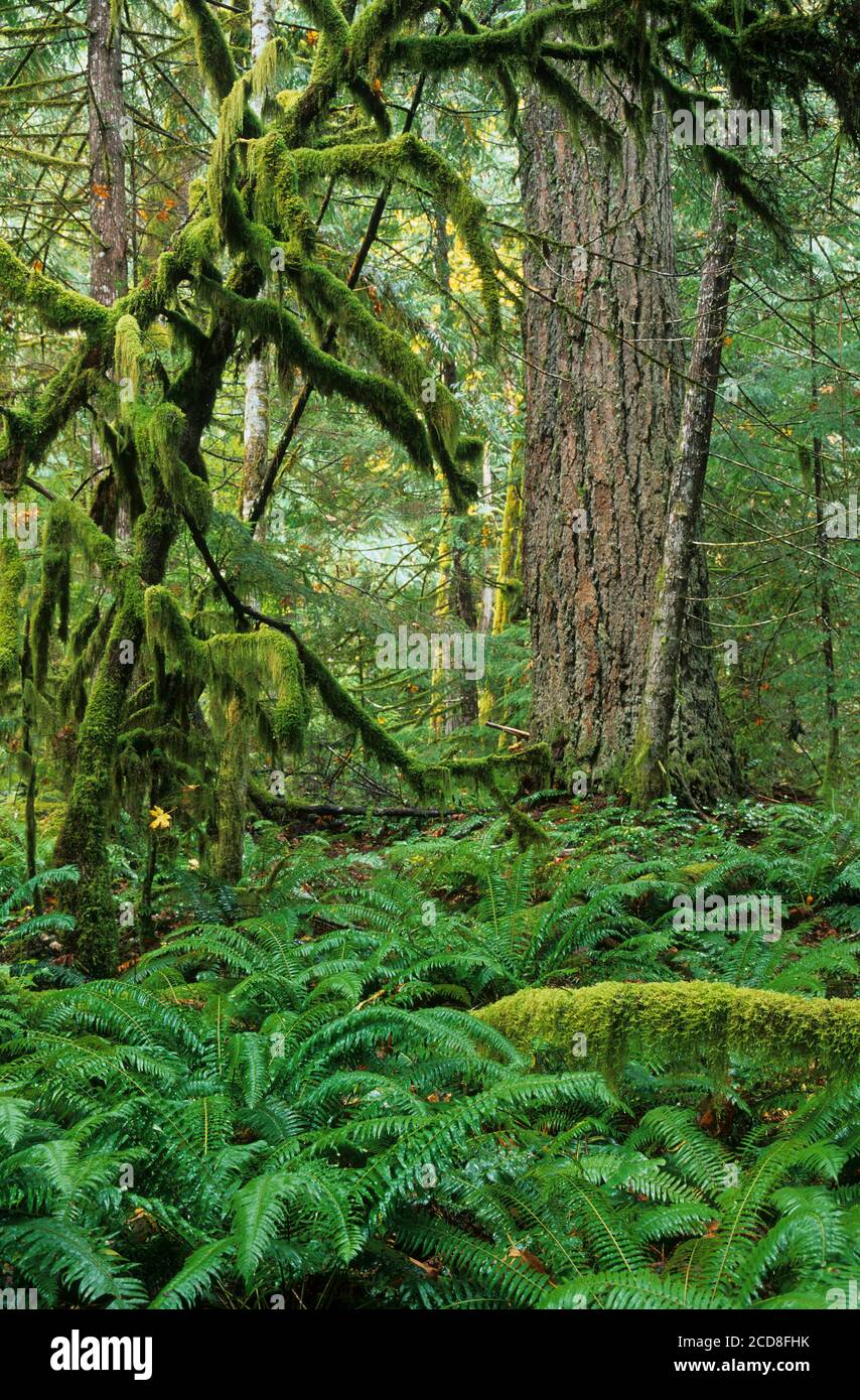 Sword ferns in forest on Trail of the Cedars, Ross Lake National ...
