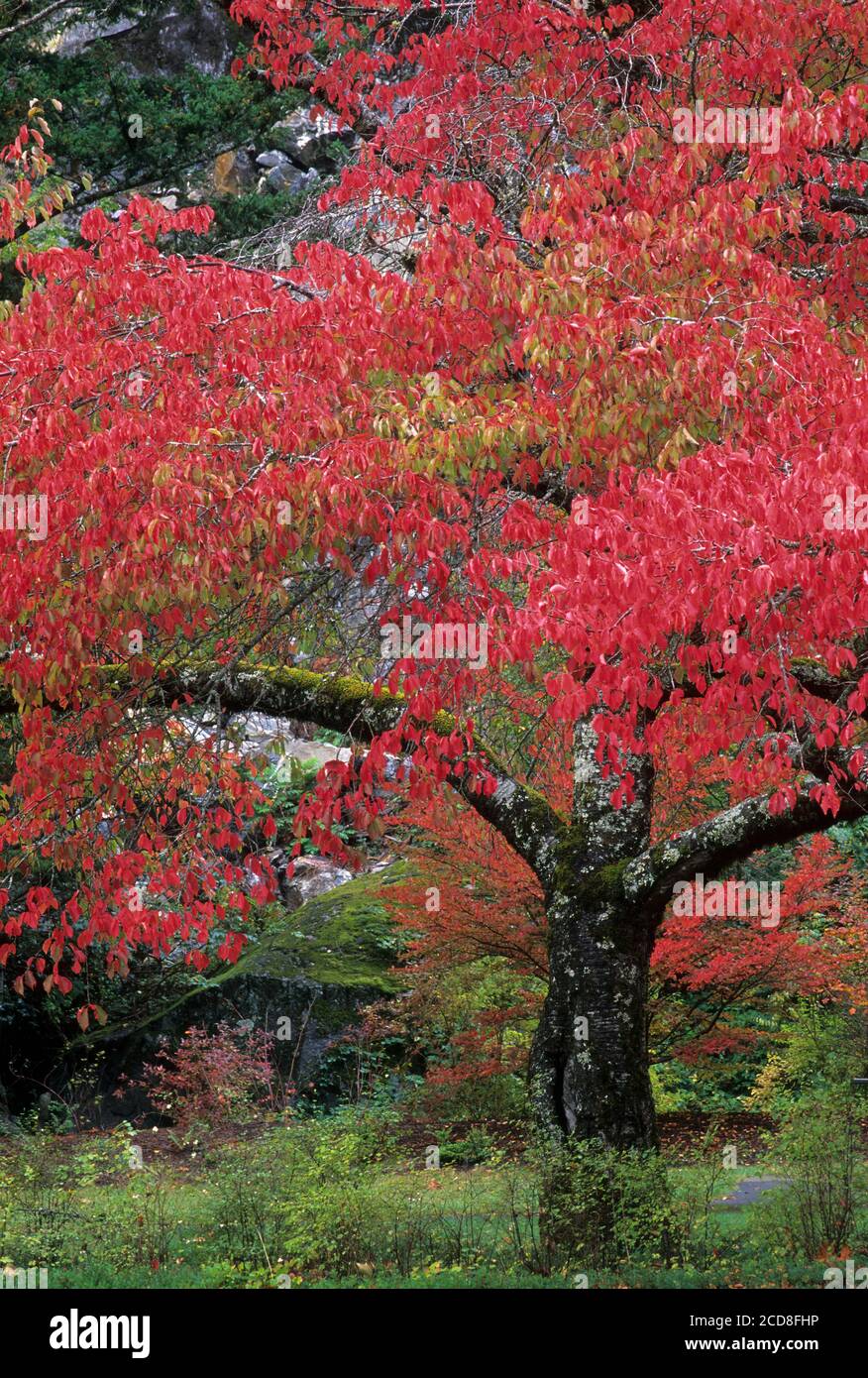Autumn tree, Newhalem, Ross Lake National Recreation Area, North ...