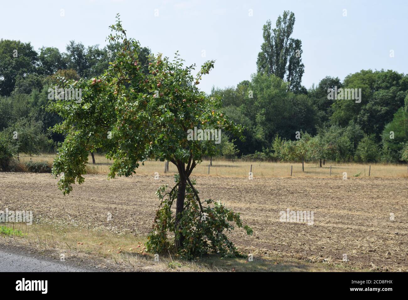 Apples Falling Tree Branch High Resolution Stock Photography and Images ...