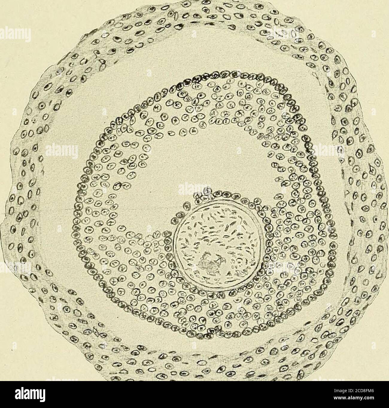 . Gynecology : . Fig. 11.—Earlt Development of the Follicle.On the left ...
