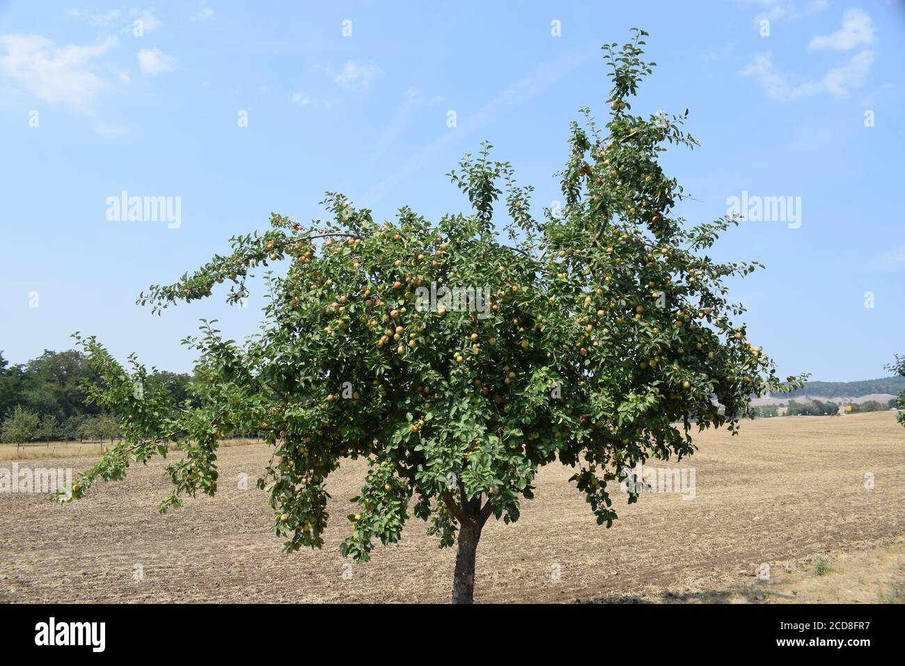 apple trees with much fruit at the roadside Stock Photo - Alamy