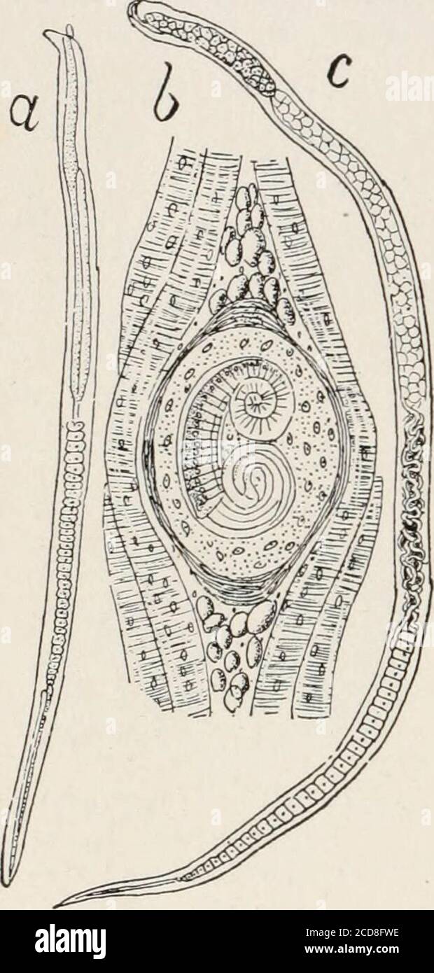 Pelican facts hi-res stock photography and images - Alamy