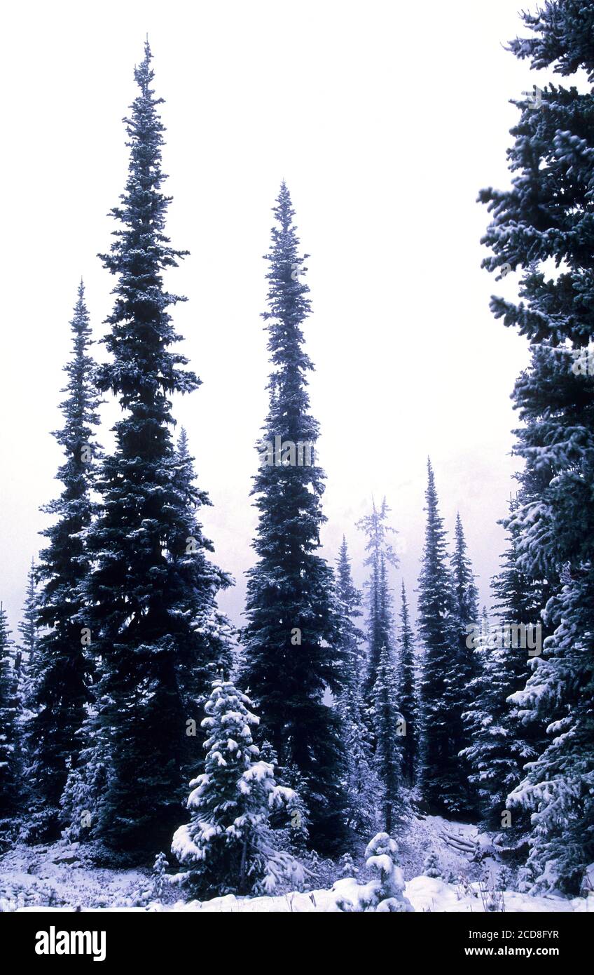 Snowy forest at Harts Pass, Okanogan National Forest, Washington Stock ...
