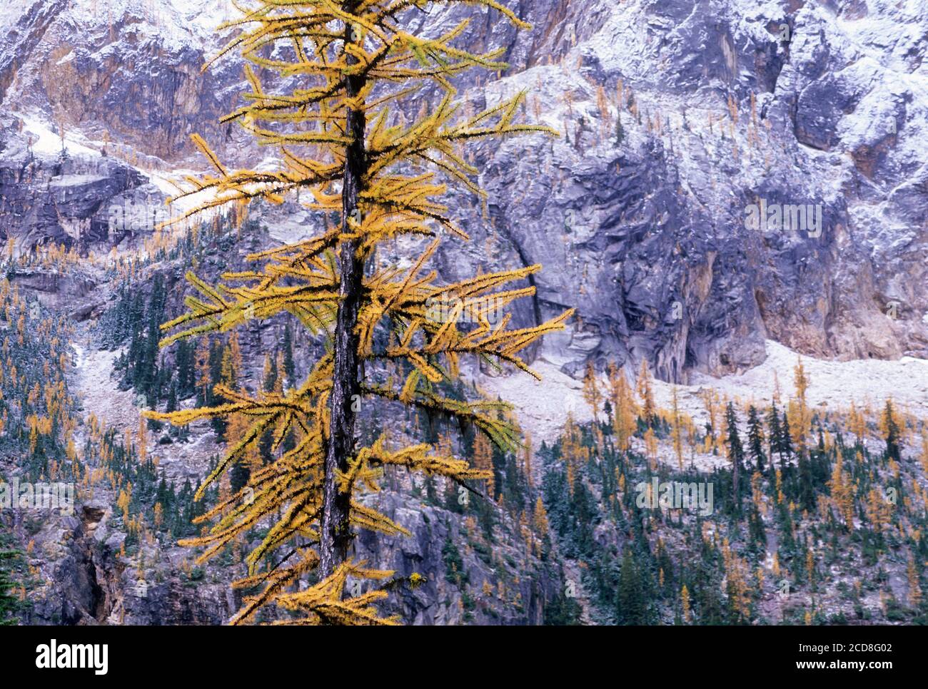 Larix occidentalis hi-res stock photography and images - Alamy